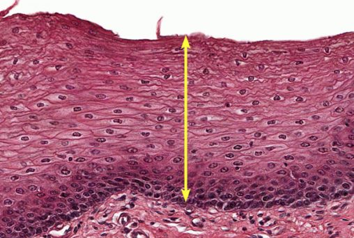 Slide 3 – Epithelial Tissues – BIOL 1594 Lab Review